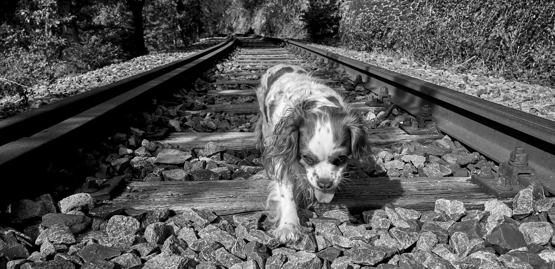 Zubčević: Ide Mile lajavačkom prugom - nomad.ba