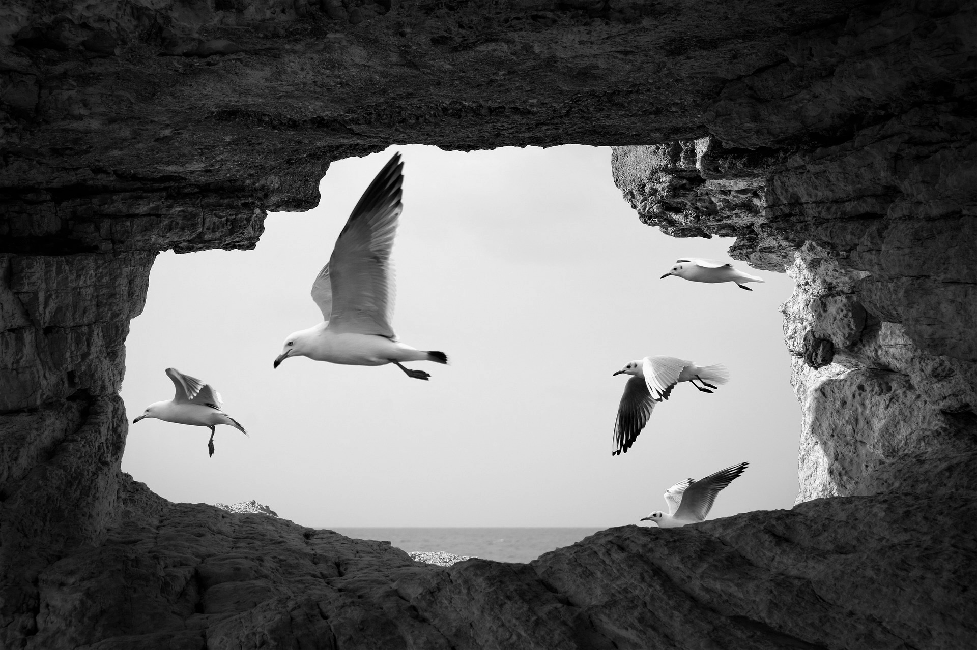 Bach: Galeb Jonathan Livingston - nomad.ba