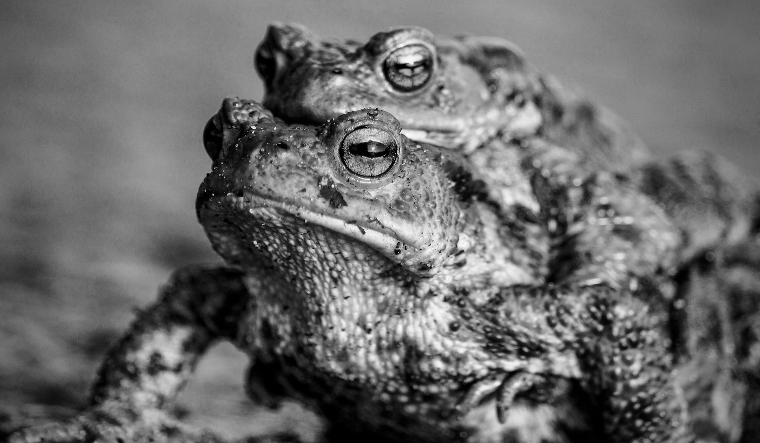 Zubčević: Povraćanje žaba - nomad.ba